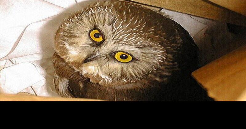 Owl at centre of Telus campaign creates flap