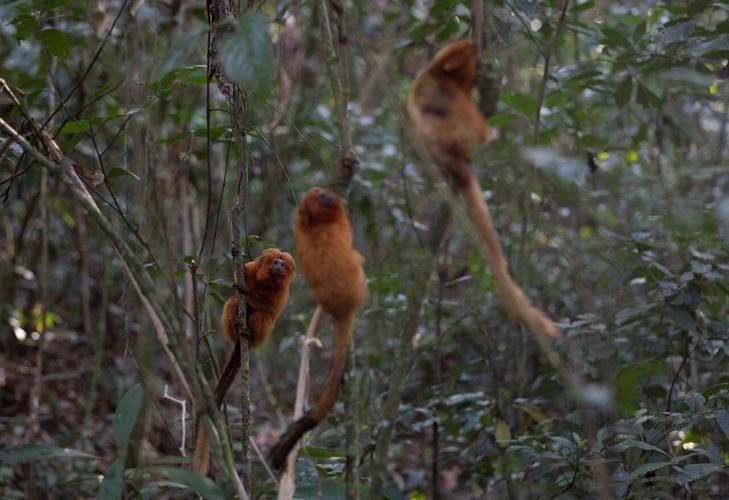 Endangered Brazilian monkeys get a bridge to themselves