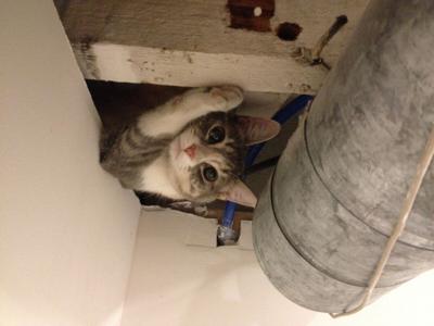 basement cat ceiling cat