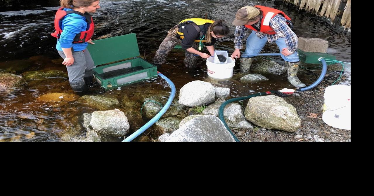 Amid chaos of unlicensed baby eel harvest on East Coast, fisheries ...
