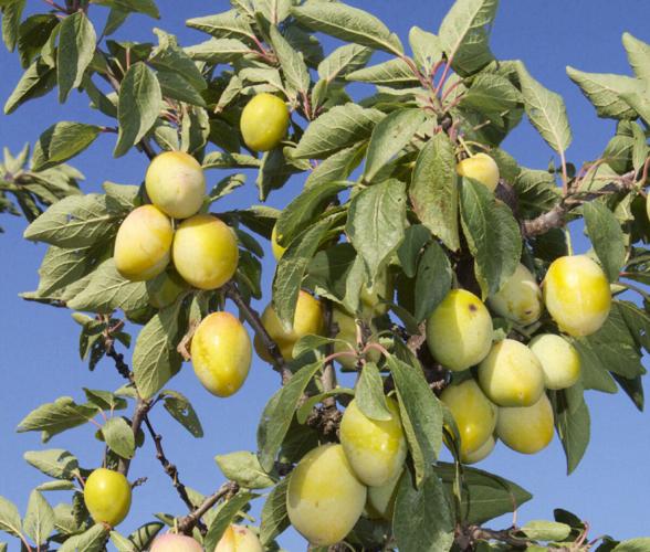 Breeding new plum a sweet gig for University of Guelph scientist