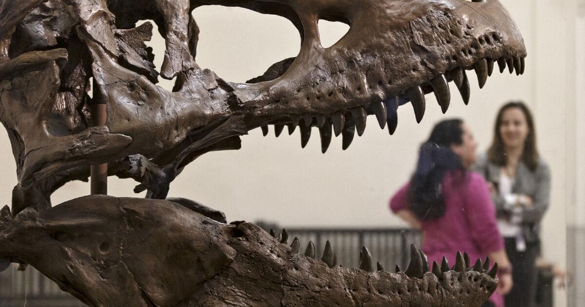 Scientists may shift T. Rex family tree after new study suggests ...