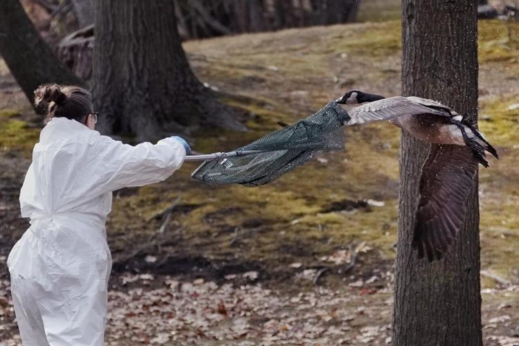 Rescuers rush to save geese and ducks soaked in oil due to spill in ...
