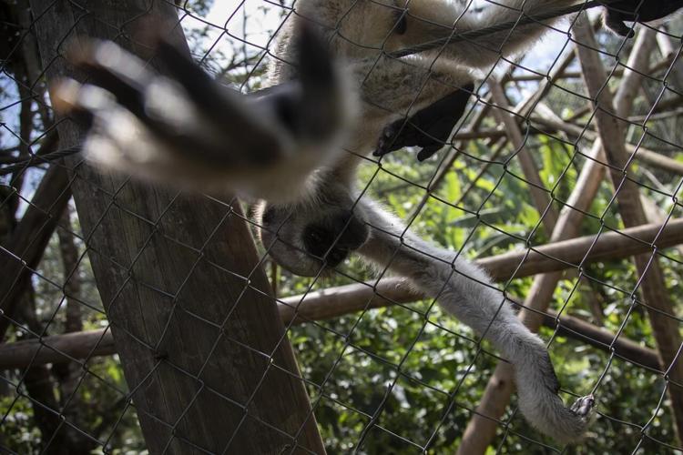 A scientist’s four-decade quest to save the biggest monkey in the Americas