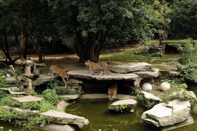 Tiger escapes zoo enclosure, kills keeper