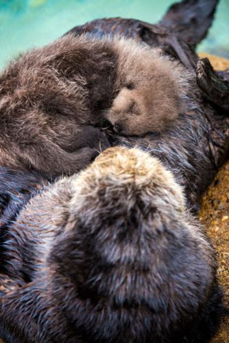 Otterly cute . . . wild animal gives birth at California aquarium