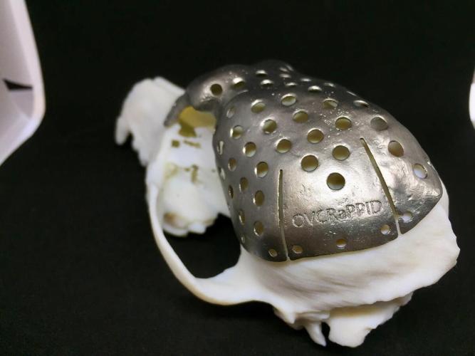 Ontario researchers use 3D-printing tech to replace part of dog’s skull