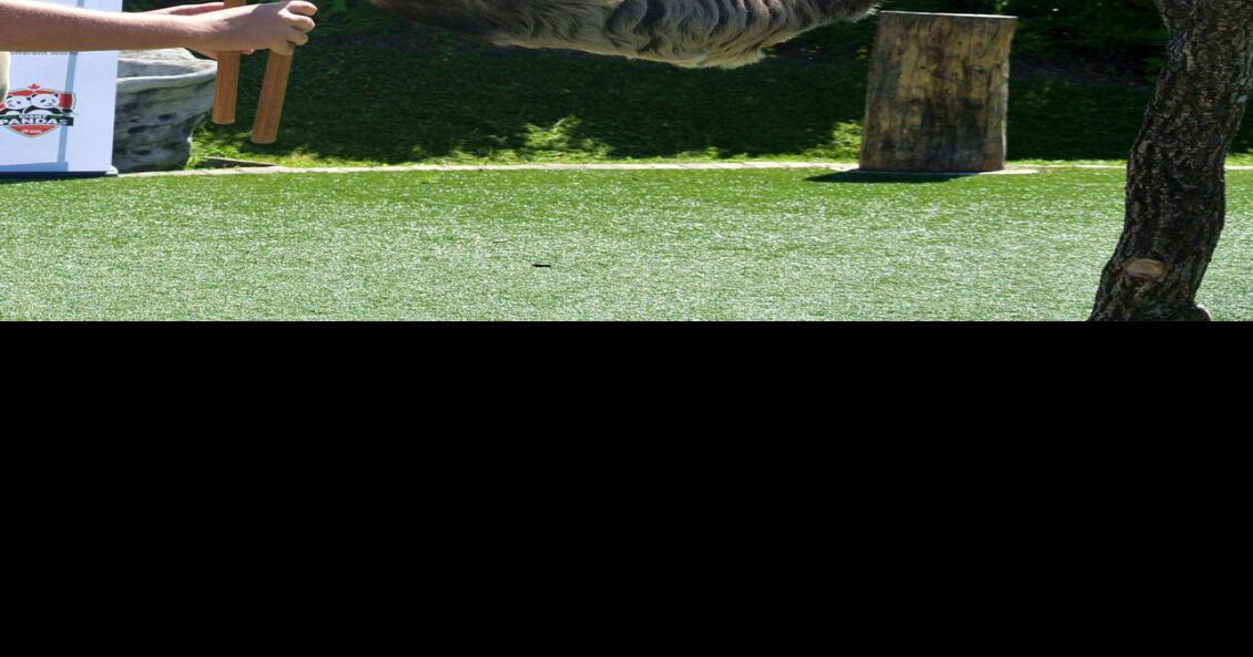 Toronto Zoo sloth joins pantheon of World Cup animal oracles