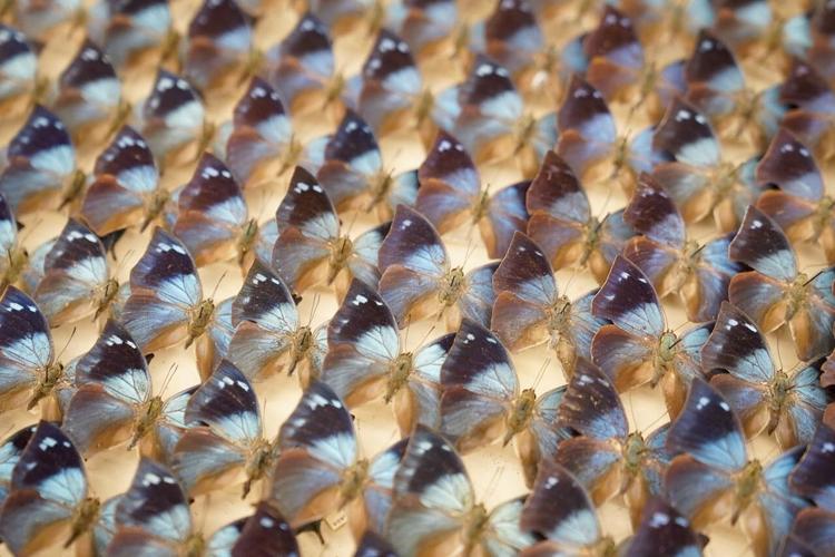 Ants march, whales swoop in Museum of Natural History update