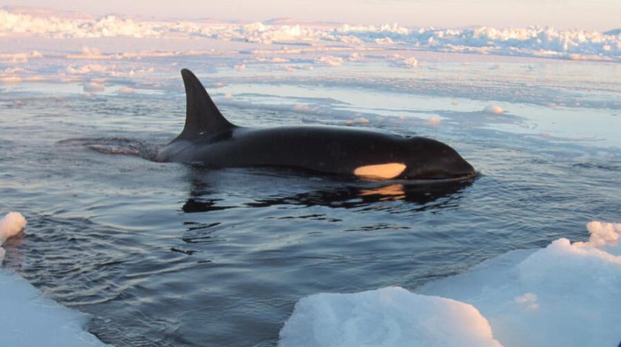 PHOTOS: Killer whales trapped in Arctic ice