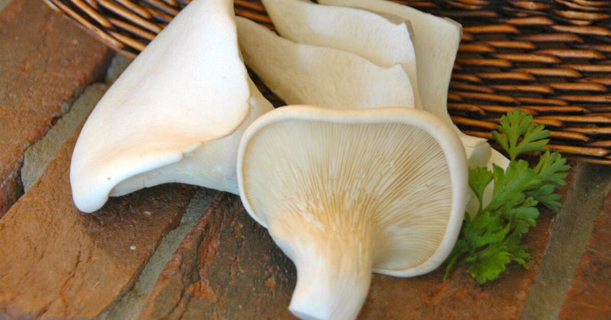 Endangered Nebrodi mushroom gets new life in Ancaster: Fresh Bites