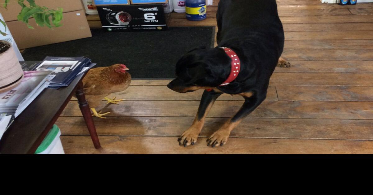 Rottweiler and chicken have an unlikely friendship