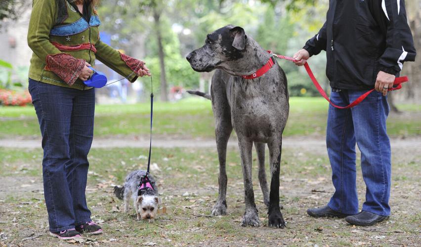 Meet mighty Morgan, world's tallest female dog