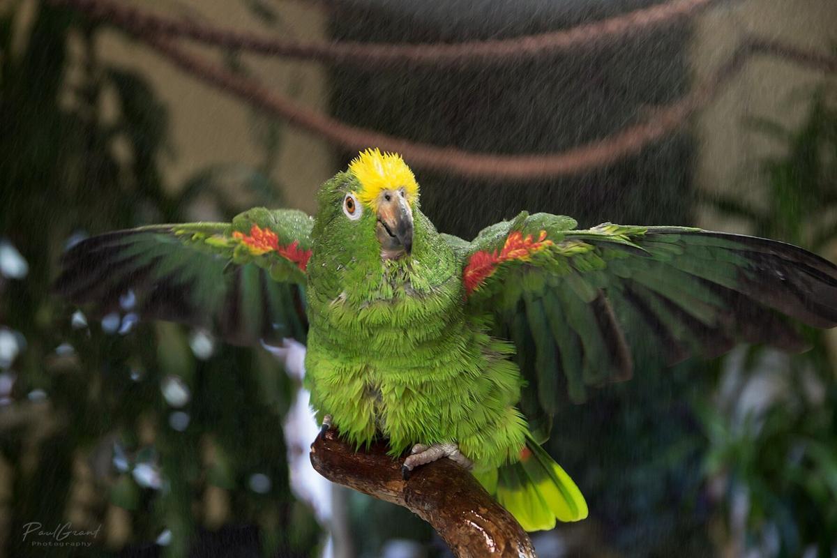 falling feathers rescue