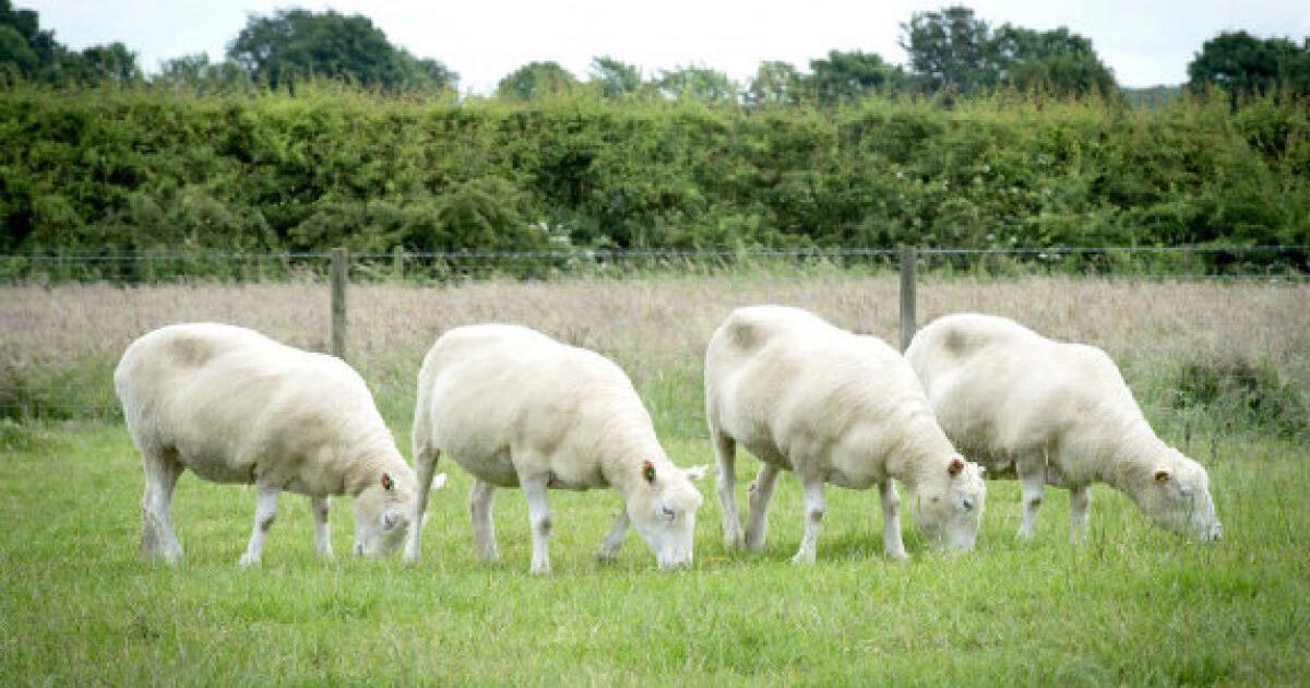 Dolly the sheep died young, but her clones just turned nine