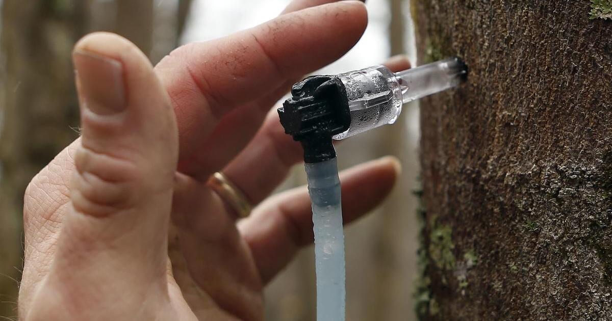 Cape Breton maple syrup operation destroyed in fire