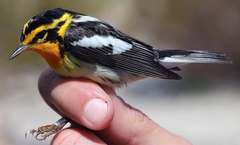More than 1.2M birds banded at Long Point over six decades