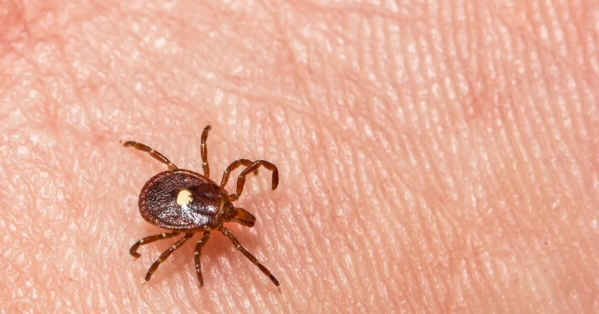 Meat allergy caused by ticks also found in Canada