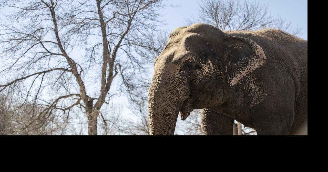 Edmonton zoo elephant Lucy gets medical OK as she approaches 50th birthday