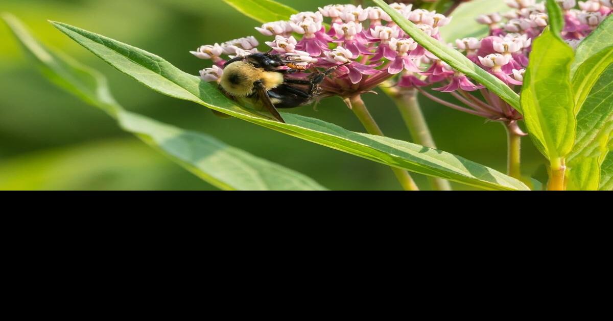 Lack of bees, pollination limiting crop yields across U.S., B.C., study ...