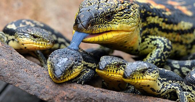 A kiss from a Blue-Tongue Lizard