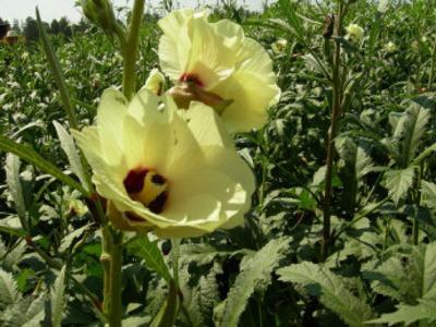 how to cook okra flowers
