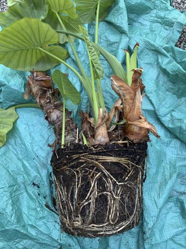 An experiment in pruning those cramped elephant ears