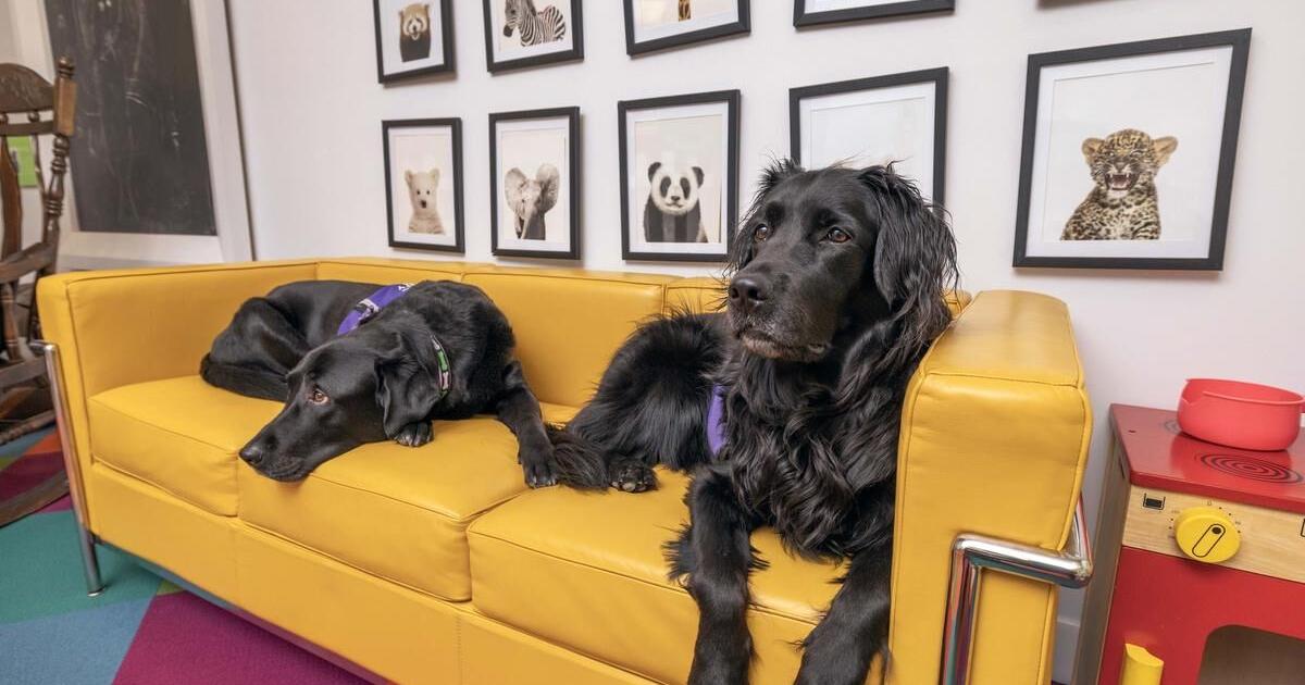 Court dogs lend a paw to make trials less scary for the young