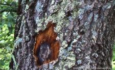 Ontario invasive species and what to do if you see them