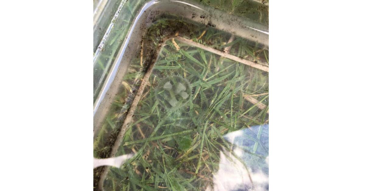 Are freshwater jellyfish really invaders, or have they been here all along?