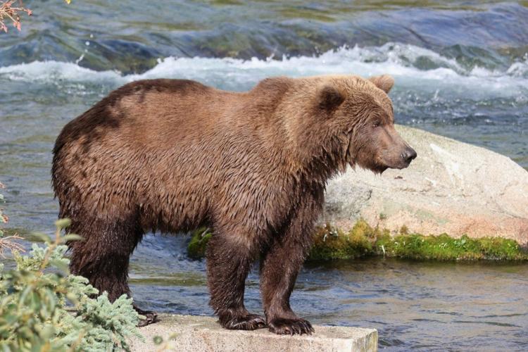 Chunk, a 1,200-pound bear with a broken jaw, wins Alaska's popular Fat ...