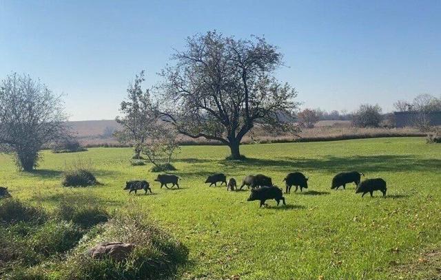 Are Canada’s invasive ‘super pigs’ taking over Ontario?