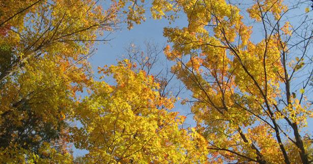Fall leaves best viewed from lesser-known Canadian forests