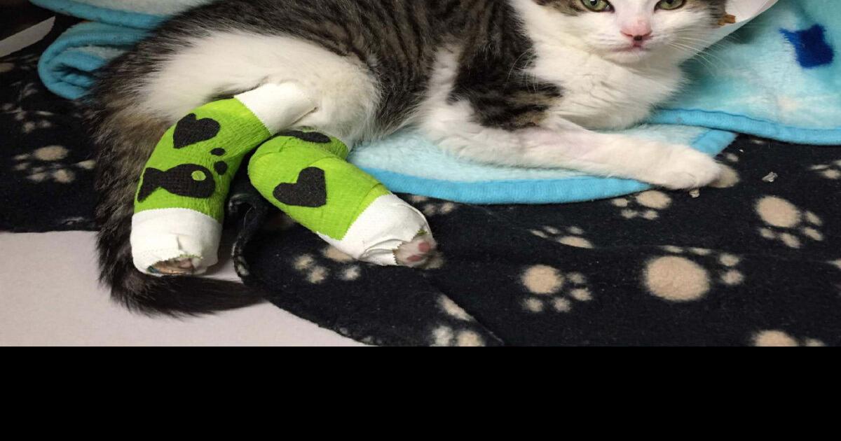 Highway cat spat takes a pause