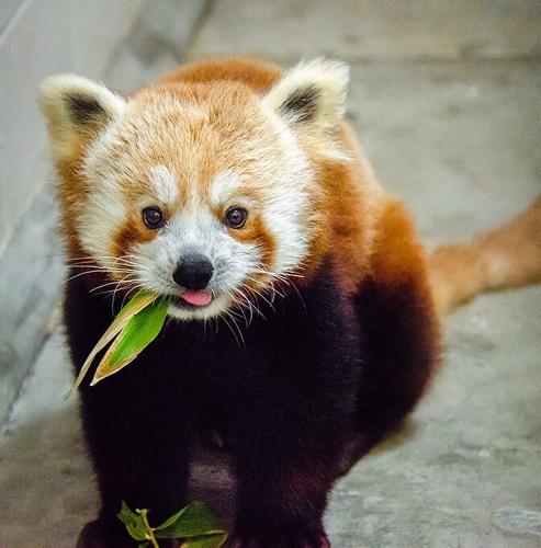 Red panda snack