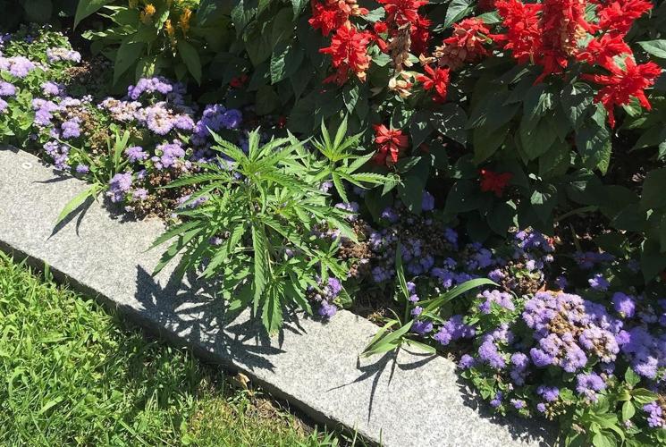 A Capitol offence? Cannabis found in Statehouse flower beds