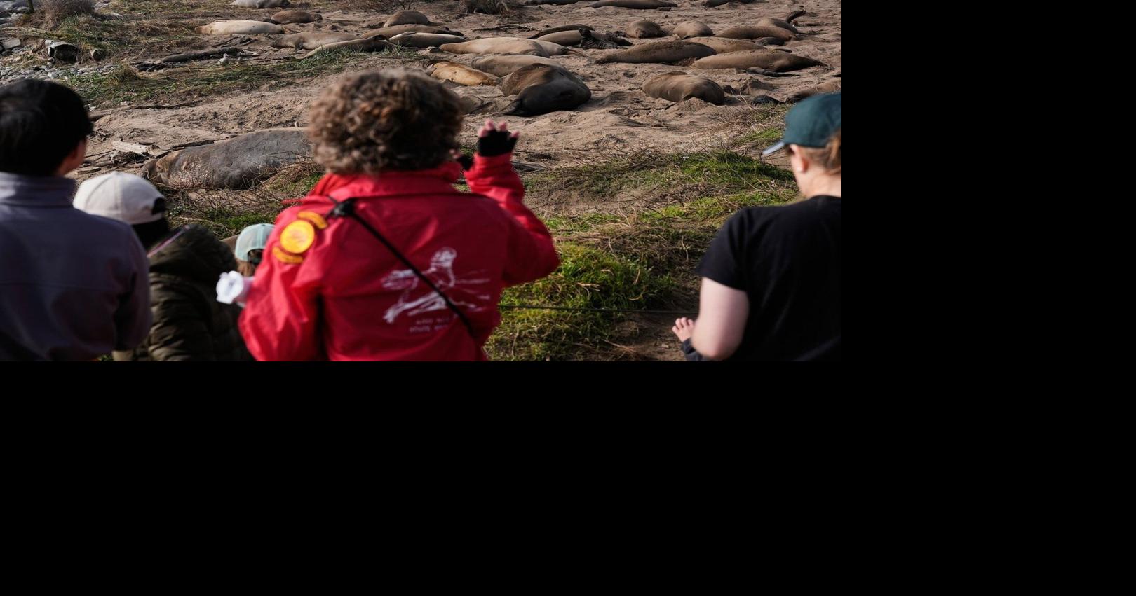 Elephant seals return to Año Nuevo State Park. Visitors watch battling ...