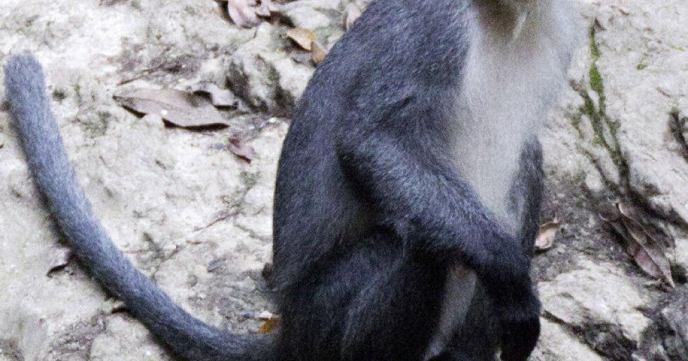Monkey believed extinct found in Indonesian jungles
