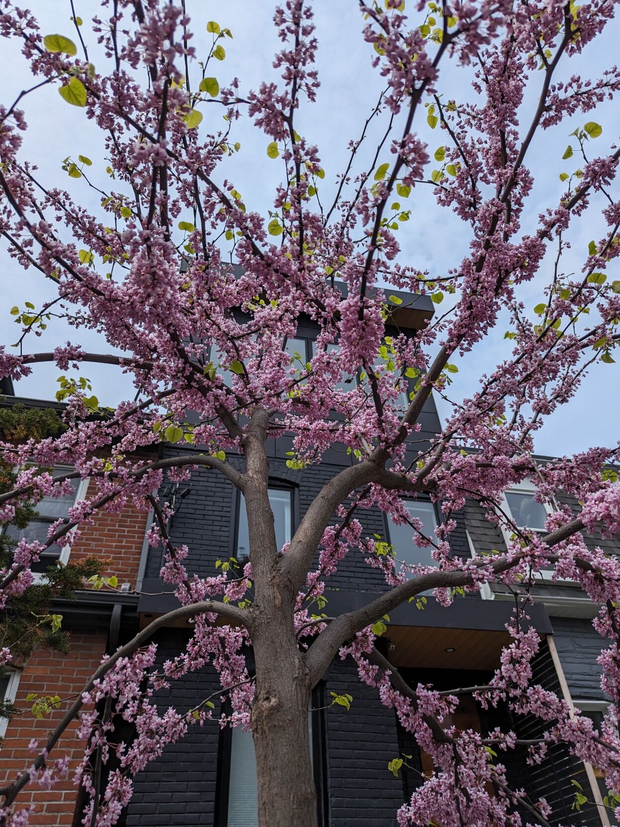 Toronto’s newest tourist attraction? A tree named Rodney