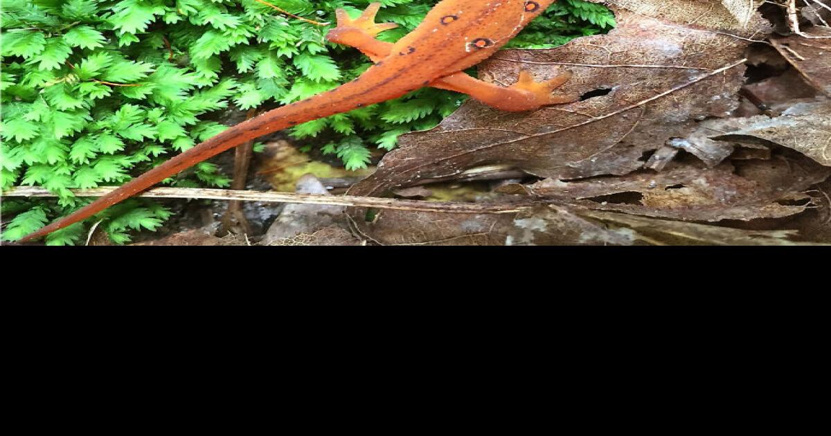 Wild in the City: Birds, bees, flowers, trees — and a red-spotted newt