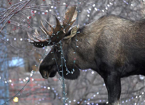 Moose dubbed Buzzwinkle euthanized