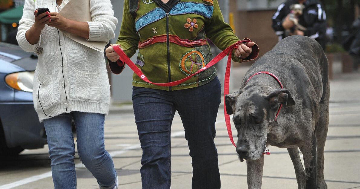 Meet mighty Morgan, world's tallest female dog