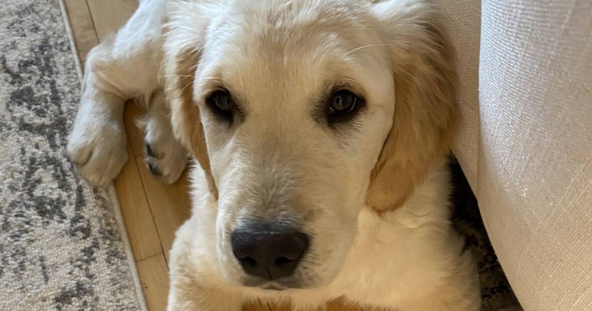 Cocaine and opioids found in dog’s system after Toronto walk