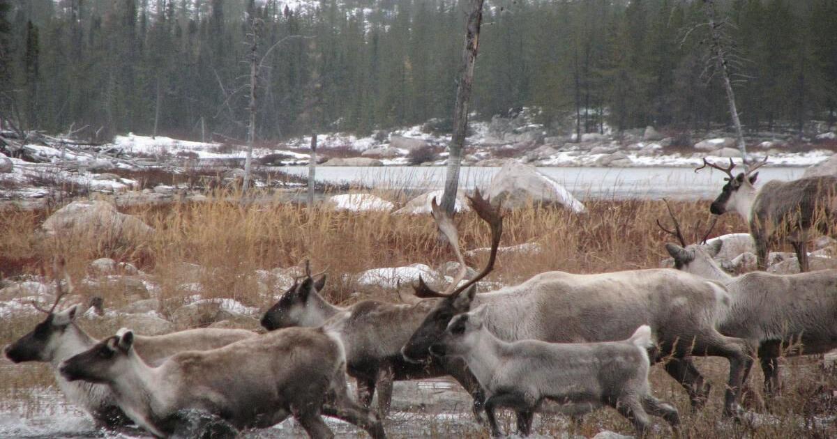 The decline of the caribou — and why it matters to you