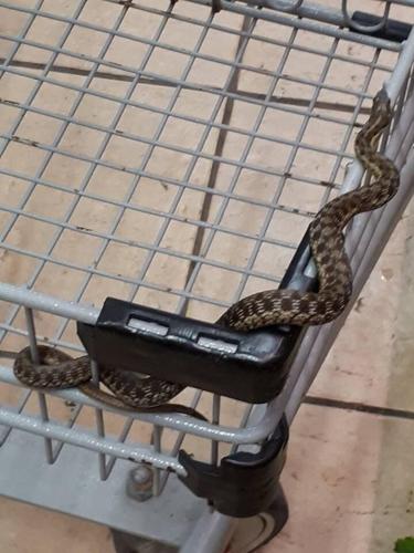 Snakes in larders: Massive Maritime garter snake hitches a ride into a ...