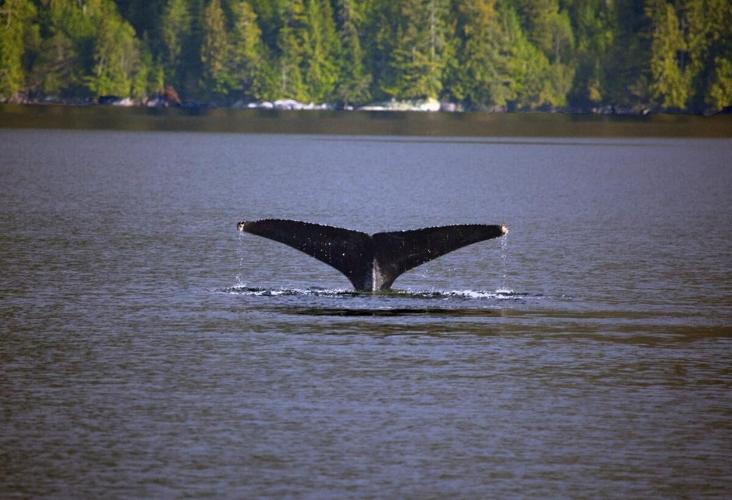 Cruising the Great Bear Rainforest in search of the spirit bear