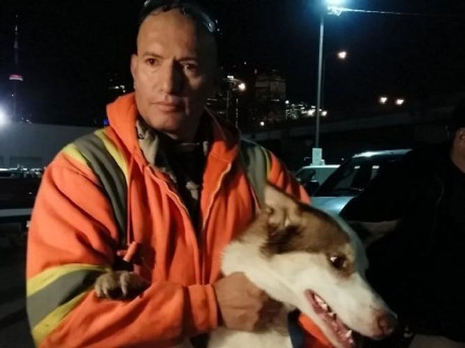 Van carrying 16 stolen dogs found, say Toronto police