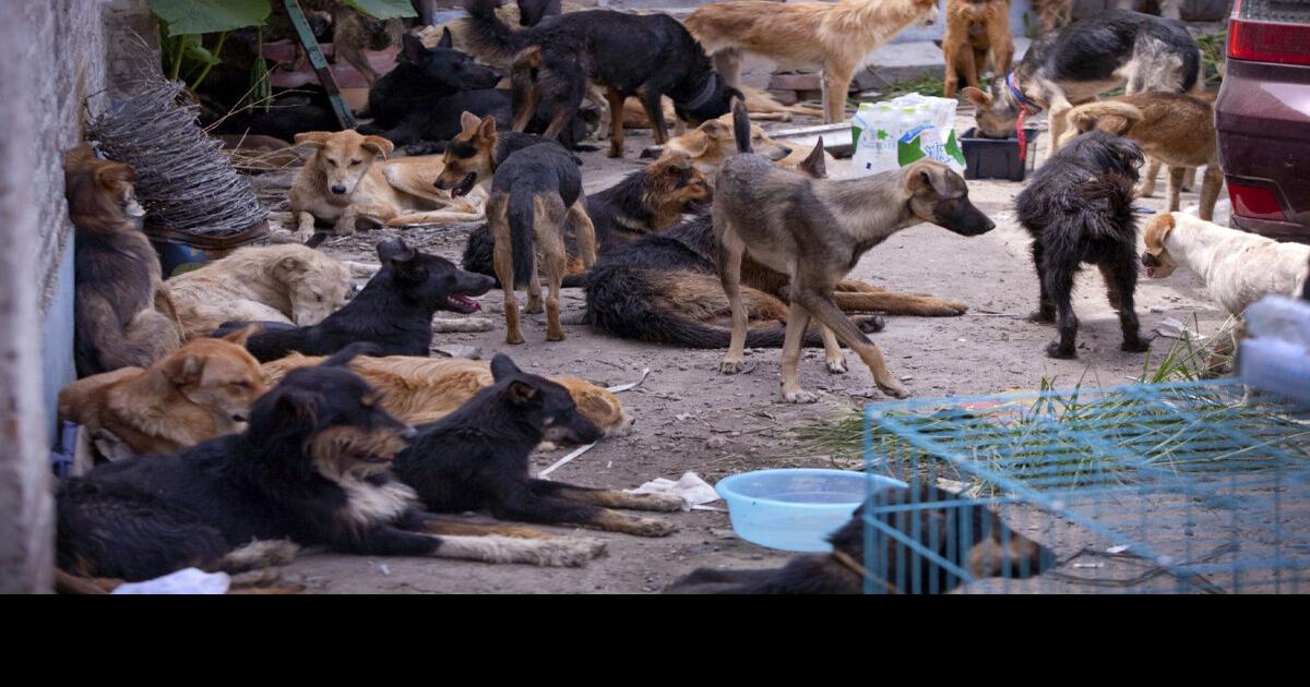 Chinese city kills thousands of dogs after 5 human deaths from rabies