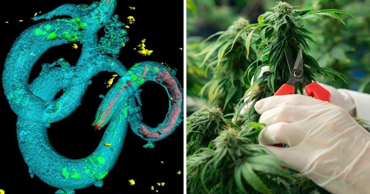 420 for worms: Tiny nematodes get the munchies too, study finds