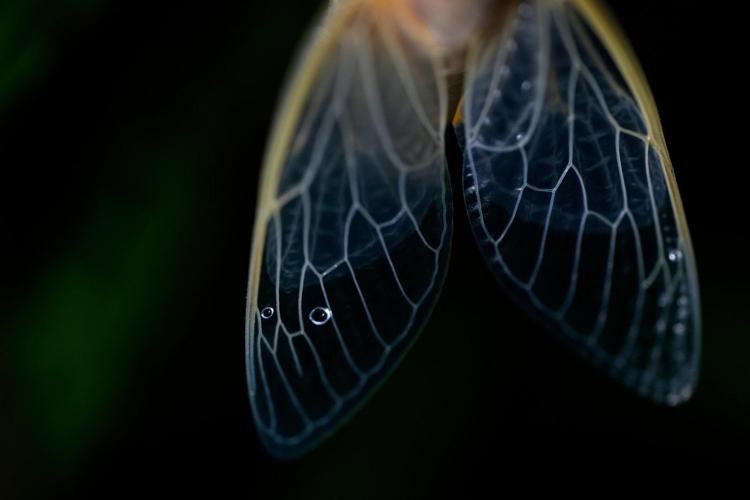 See stunning photos of animals and nature captured by AP ...